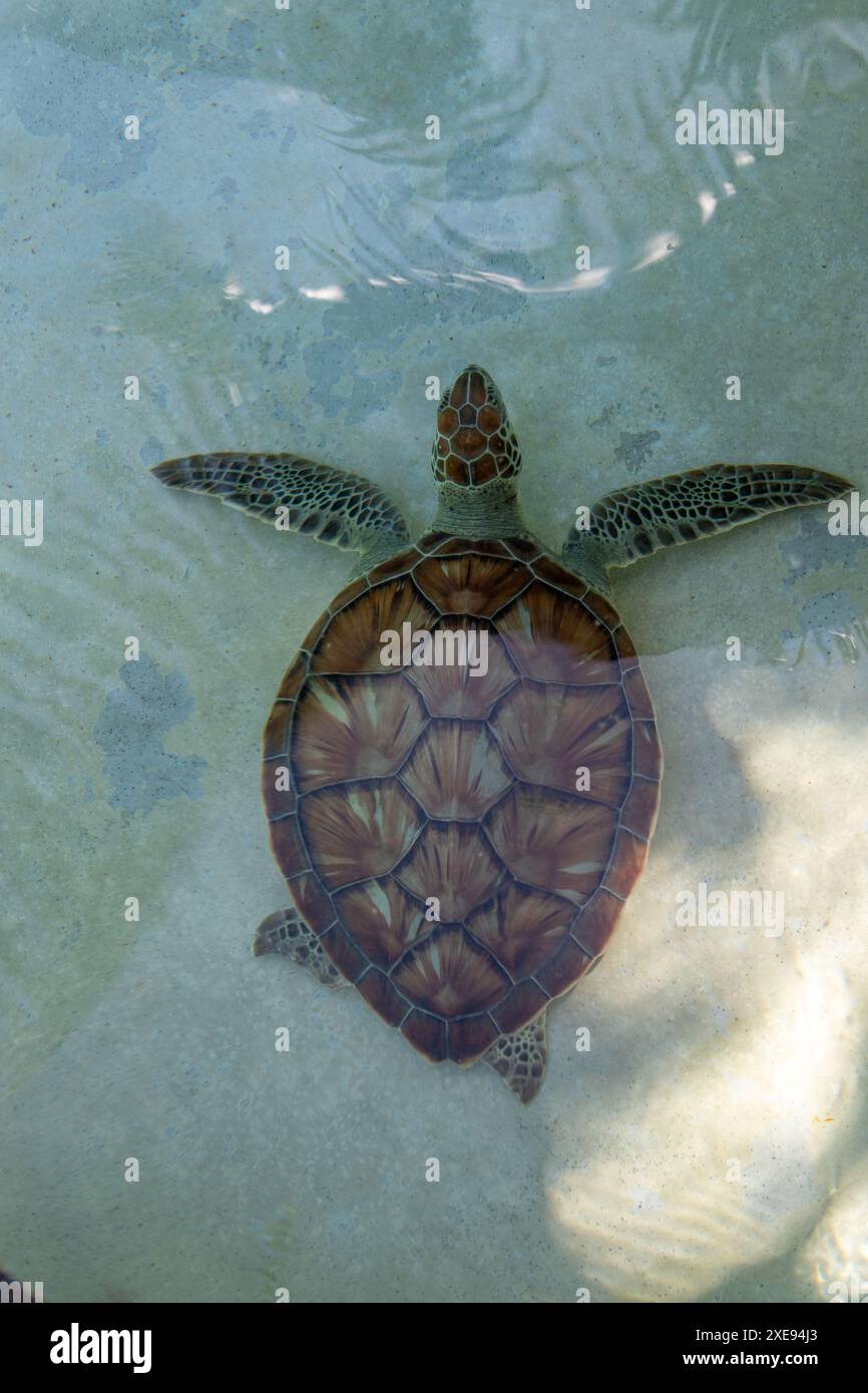 Sea turtle in a pond at Eco-Park in Quintana Roo, Mexico Stock Photo ...