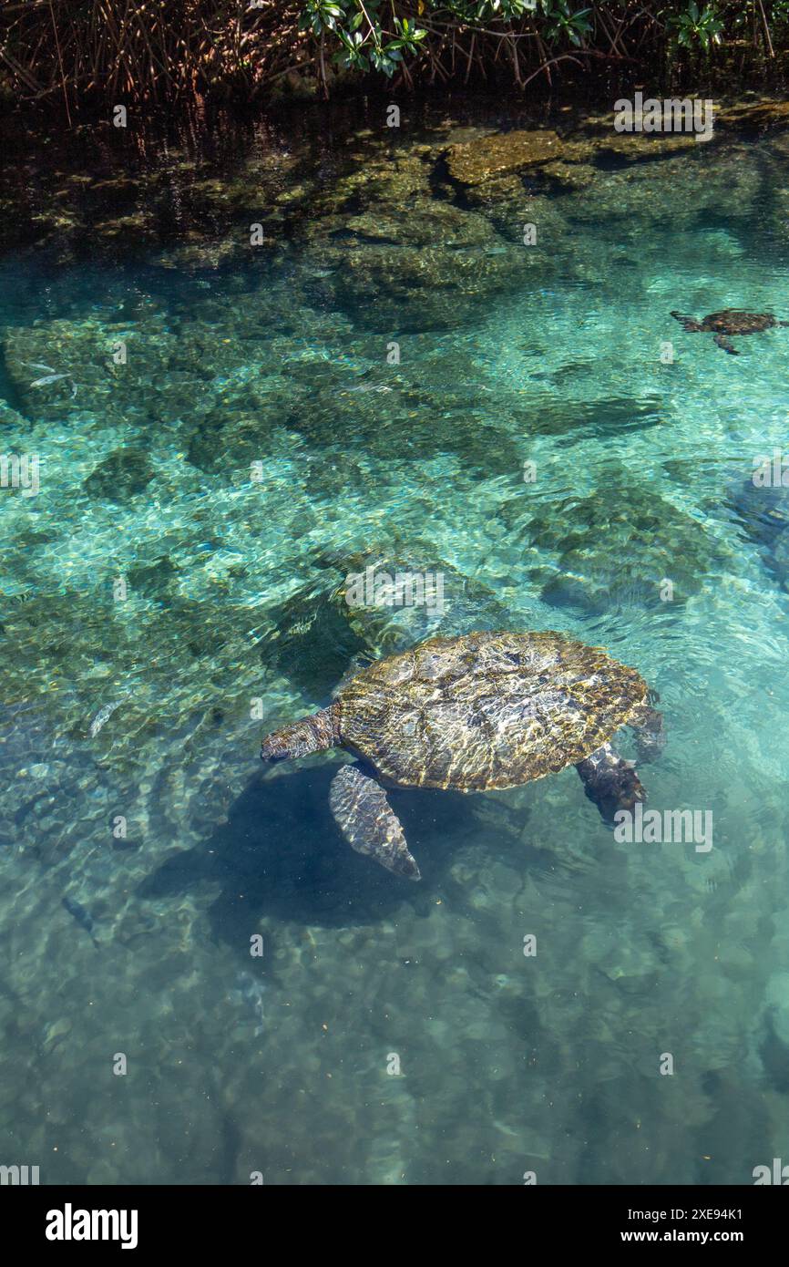 Protection mexico sea turtle hi-res stock photography and images - Alamy