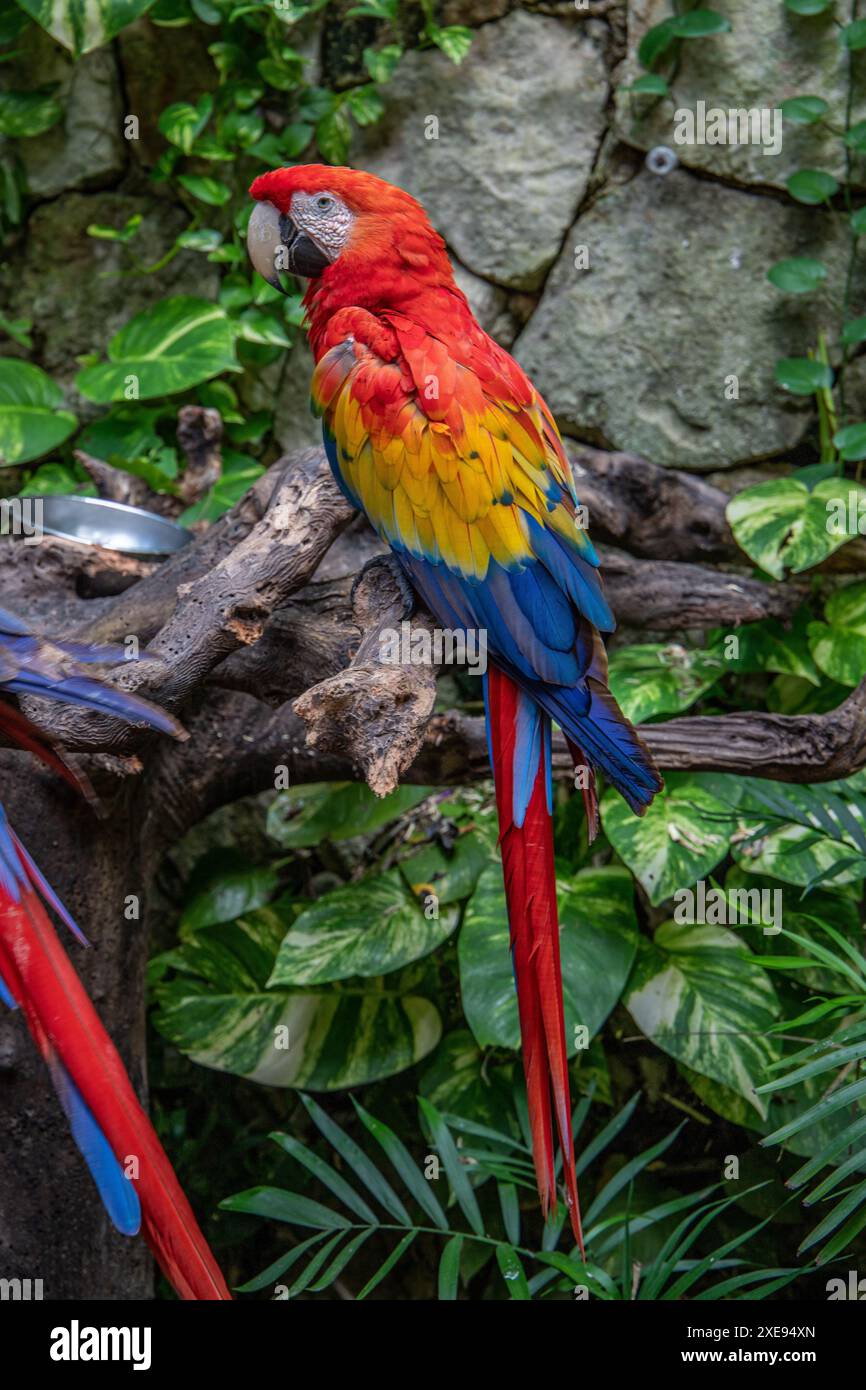 Scarlet Macaw or Flag Macaw (Ara macao) at Eco-Park in Quintana Roo ...