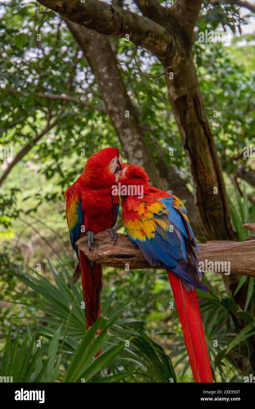 Scarlet Macaw or Flag Macaw (Ara macao) at Eco-Park in Quintana Roo ...