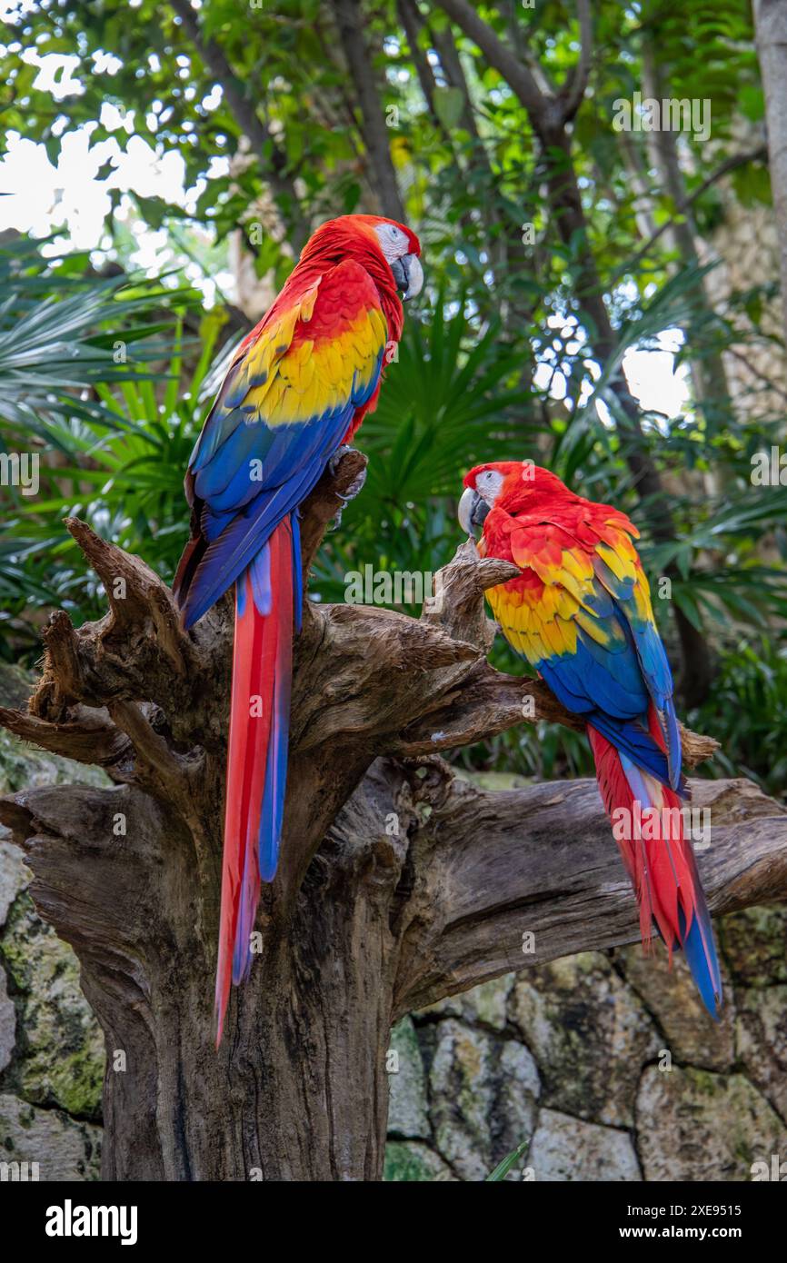 Scarlet Macaw or Flag Macaw (Ara macao) at Eco-Park in Quintana Roo ...