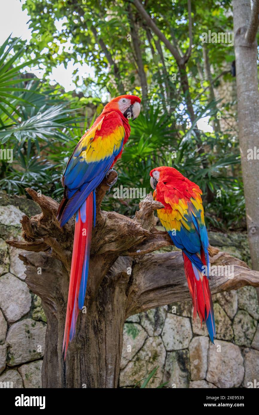 Scarlet Macaw or Flag Macaw (Ara macao) at Eco-Park in Quintana Roo ...