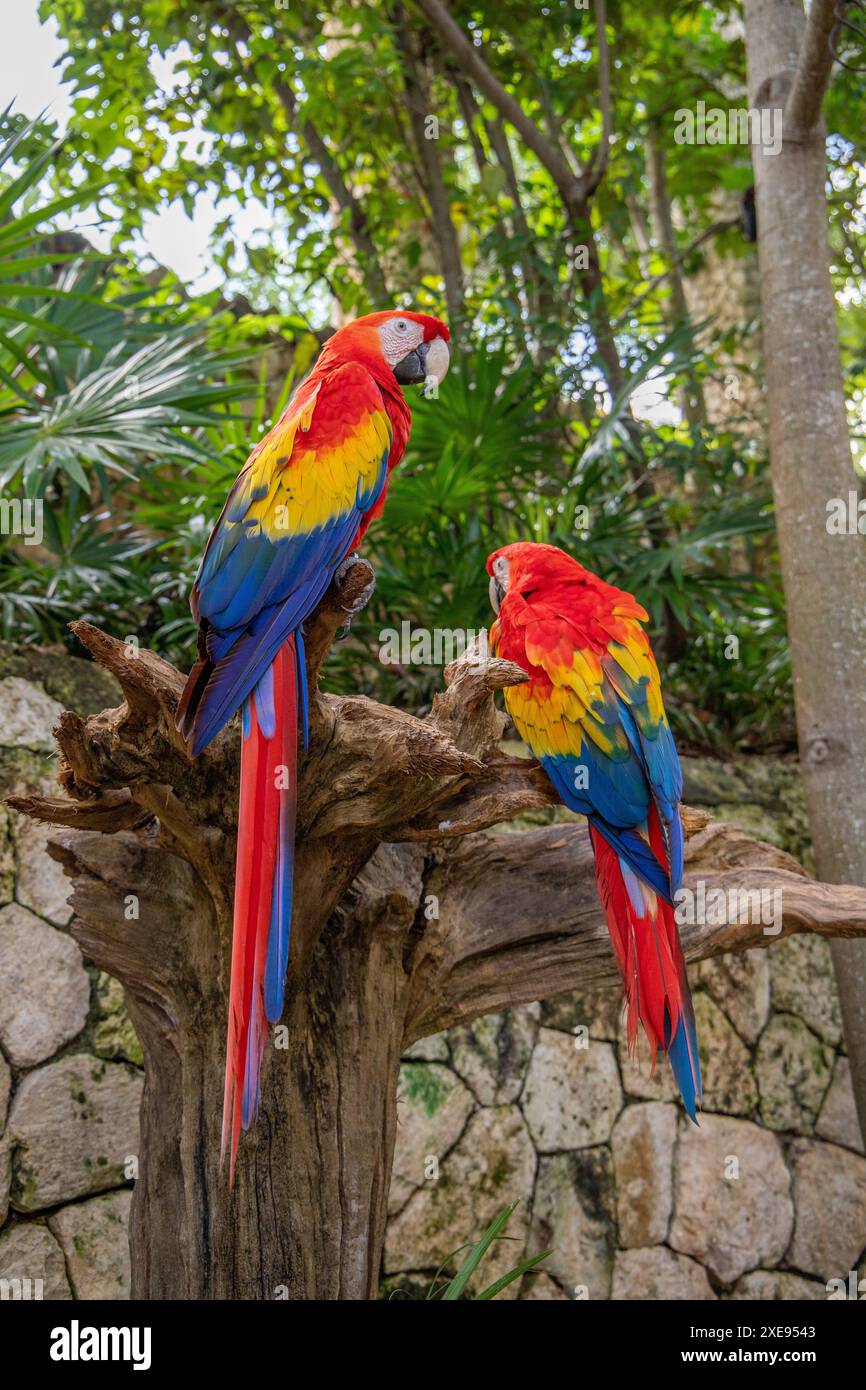 Scarlet Macaw or Flag Macaw (Ara macao) at Eco-Park in Quintana Roo ...
