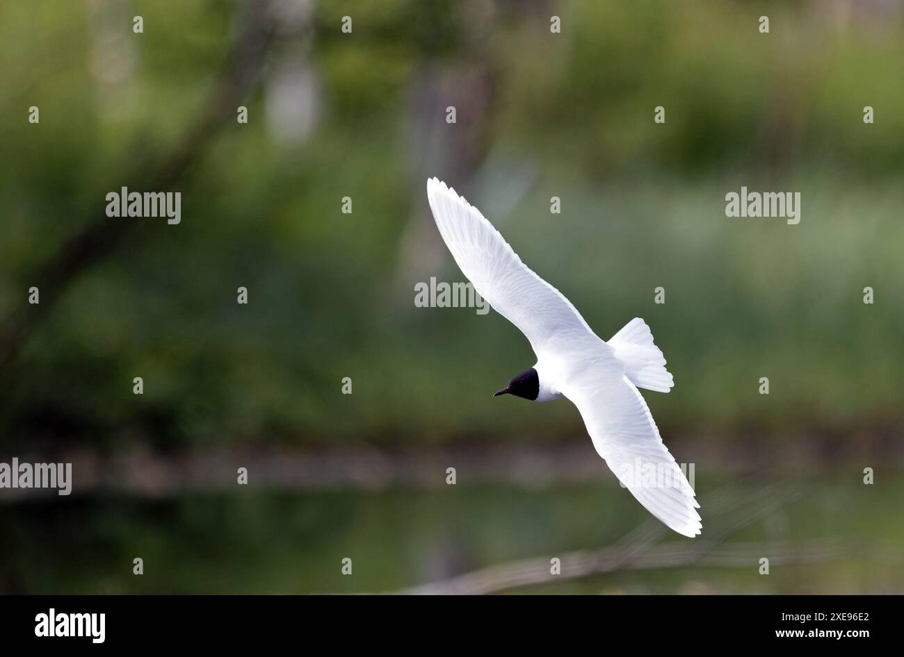Little gull in flight Stock Photo - Alamy