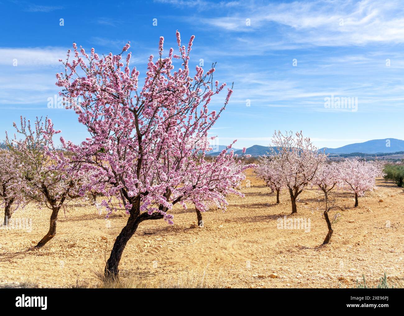 Blossoming almond trees in a ochre earth field in the springtime in ...