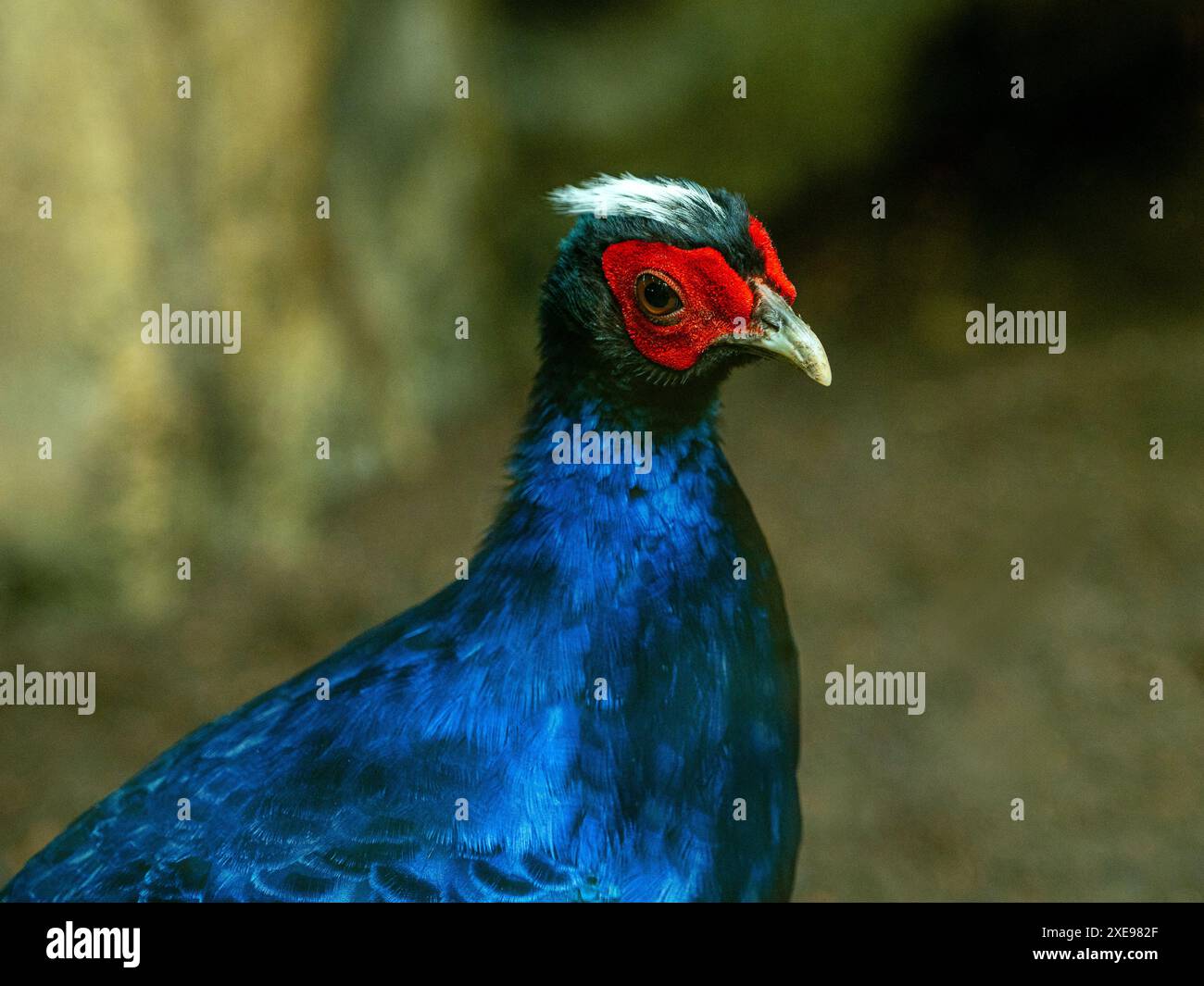 Edwards‘s pheasant (Lophura edwardsi Stock Photo - Alamy