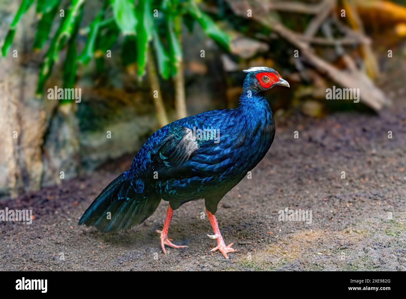 Alphonse milne edwards hi-res stock photography and images - Alamy