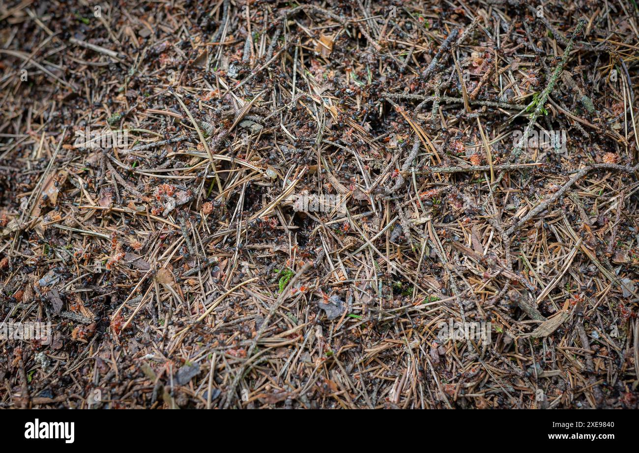 Ants insects in nature hi-res stock photography and images - Alamy
