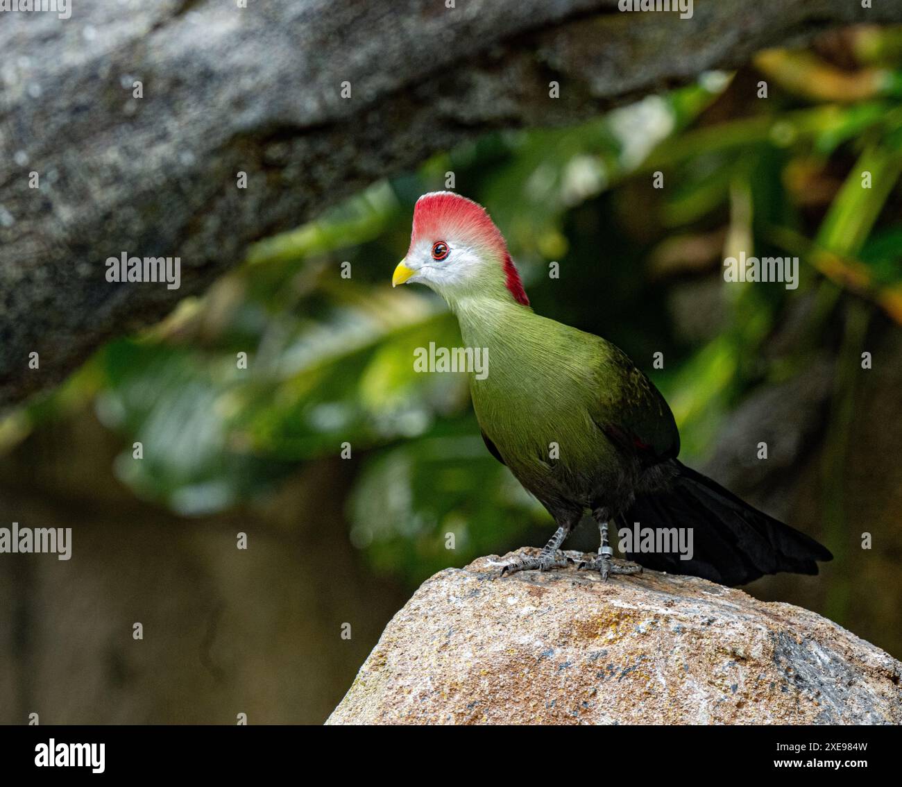 Red-crested turaco (Tauraco erythrolophus Stock Photo - Alamy