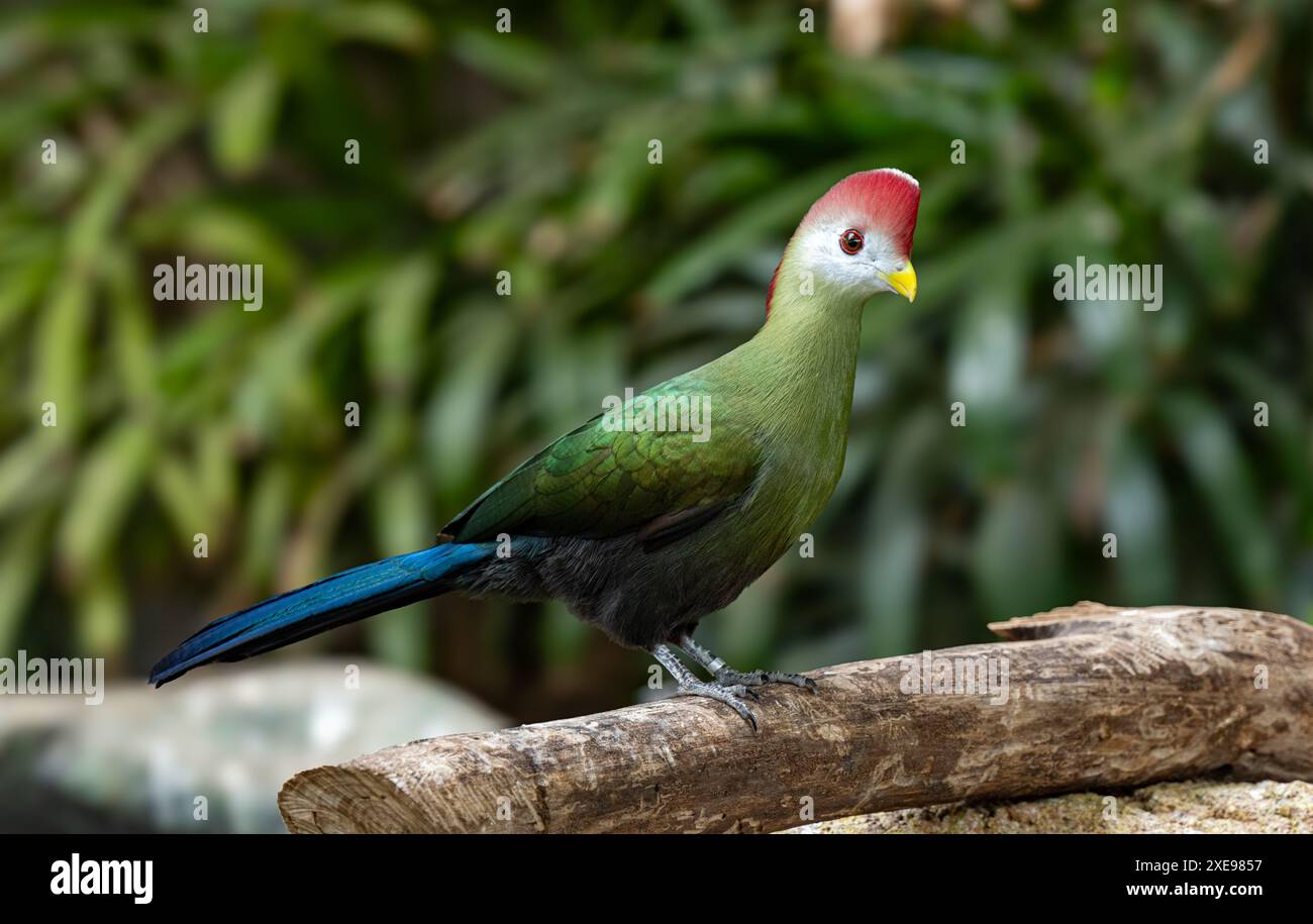 Red-crested turaco (Tauraco erythrolophus Stock Photo - Alamy
