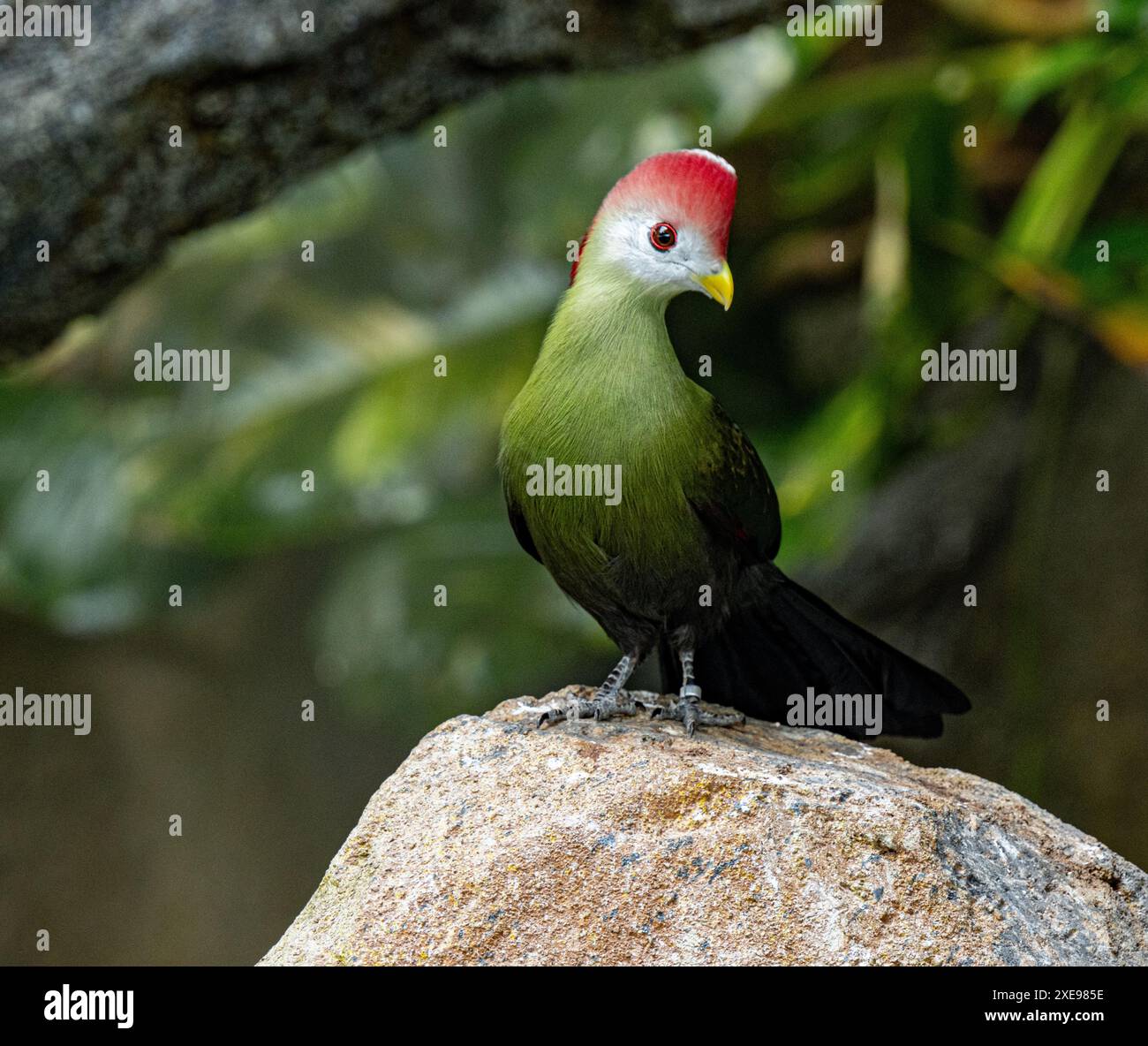 Red-crested turaco (Tauraco erythrolophus Stock Photo - Alamy