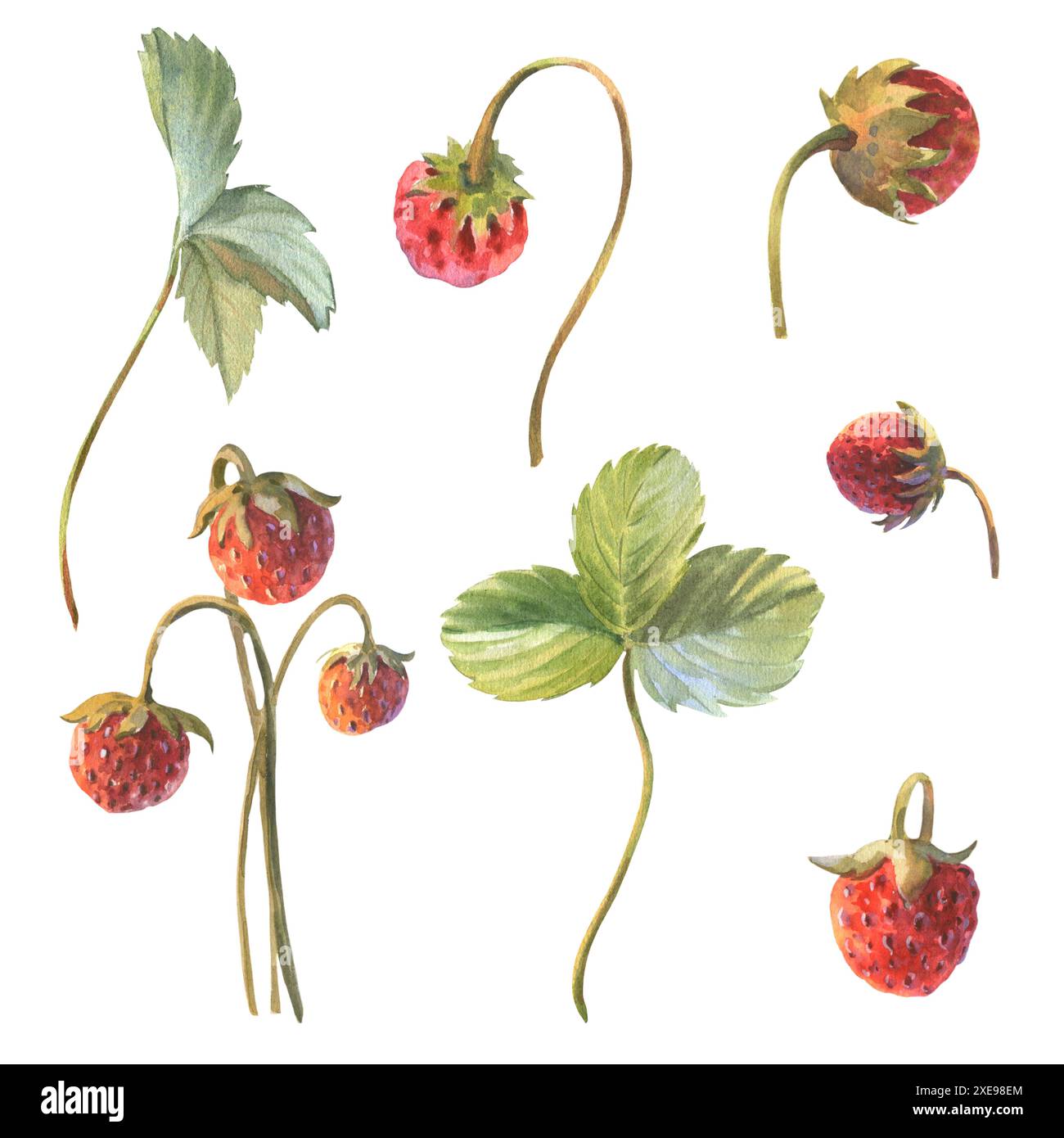 Wild strawberry branches and leaves set. Hand drawn watercolor ...