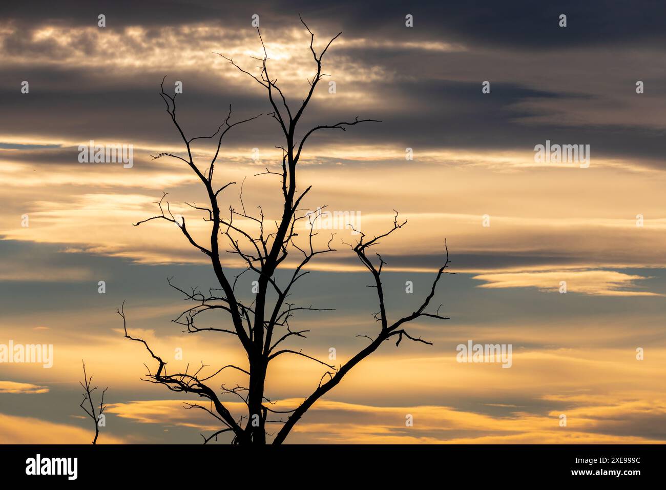Silhouette of tree in the foreground hi-res stock photography and ...