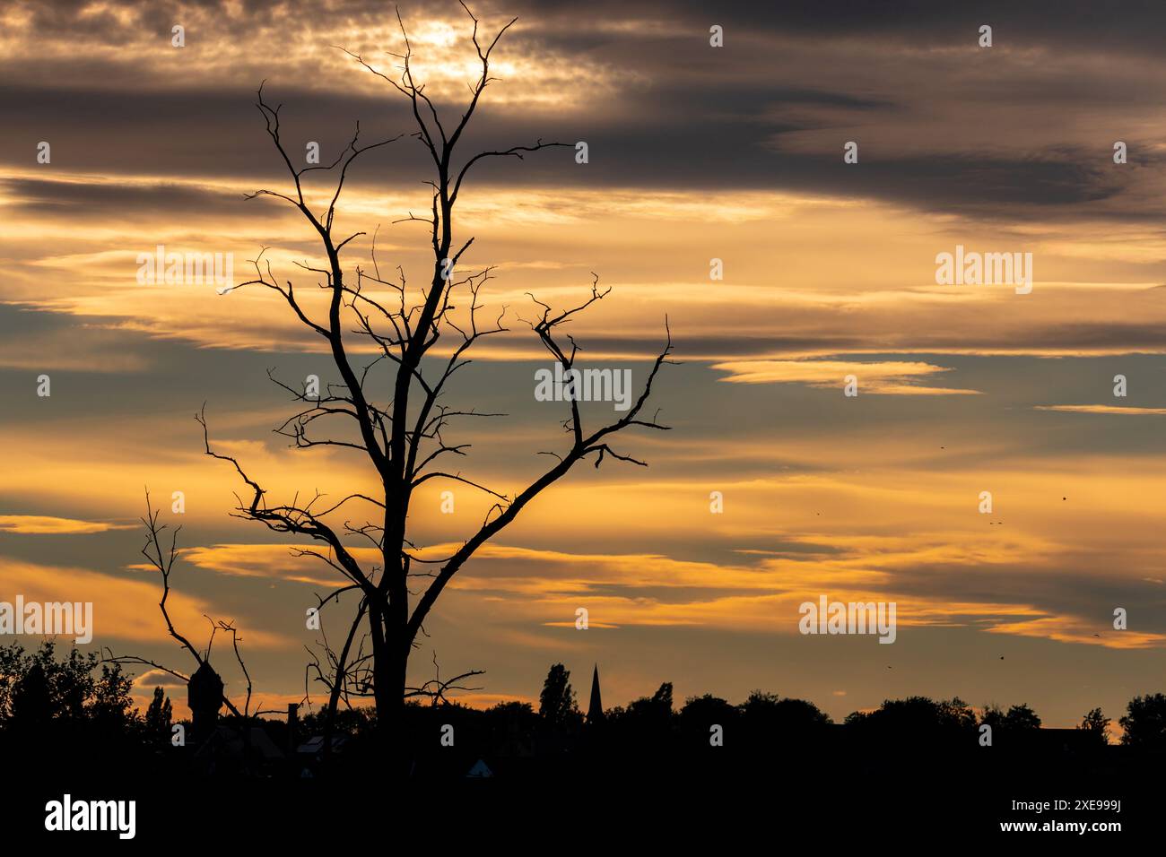 Sunset with dead tree and branches in the foreground Stock Photo - Alamy