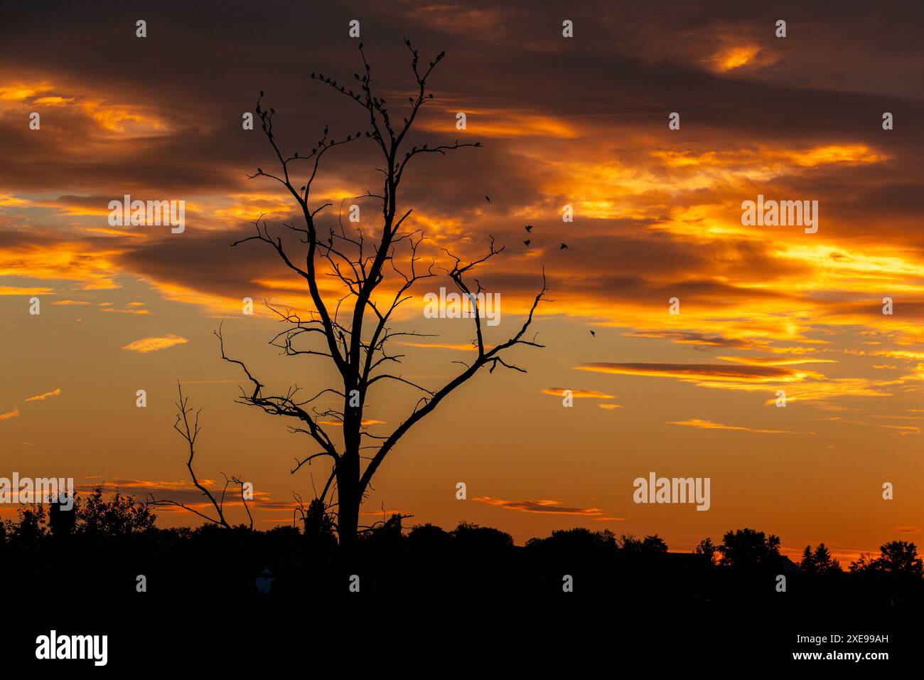 Sunset with dead tree and branches in the foreground Stock Photo - Alamy