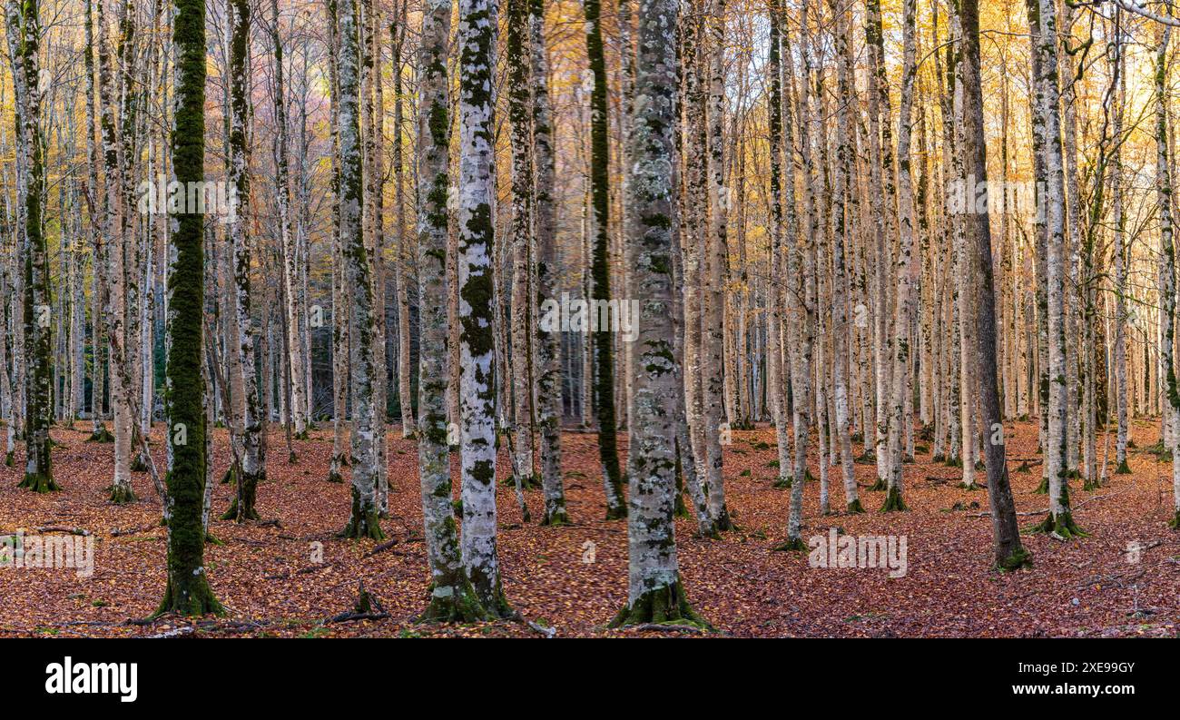 Protection of young trees hi-res stock photography and images - Alamy