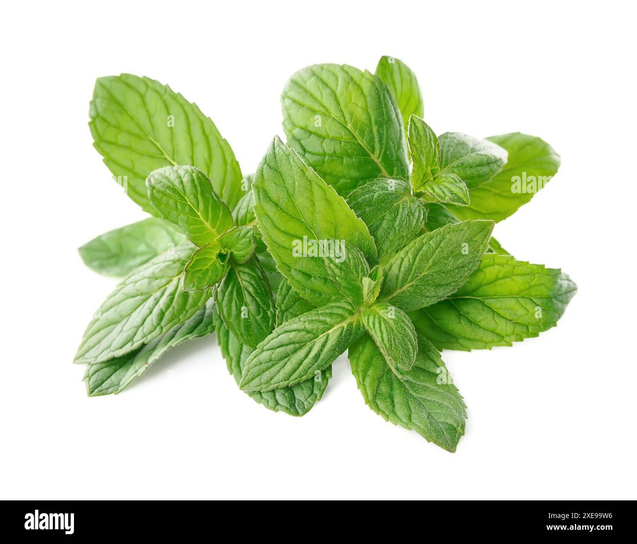 Fresh mint tea green Cut Out Stock Images & Pictures - Alamy