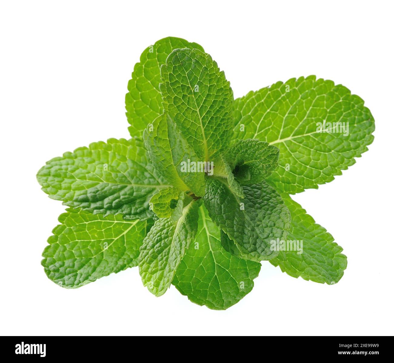 Fresh mint isolated Stock Photo - Alamy