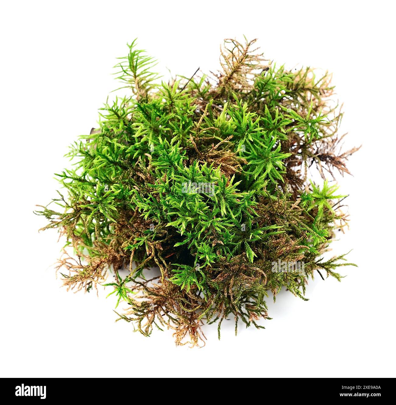 Detali Cut Out Stock Images & Pictures - Alamy