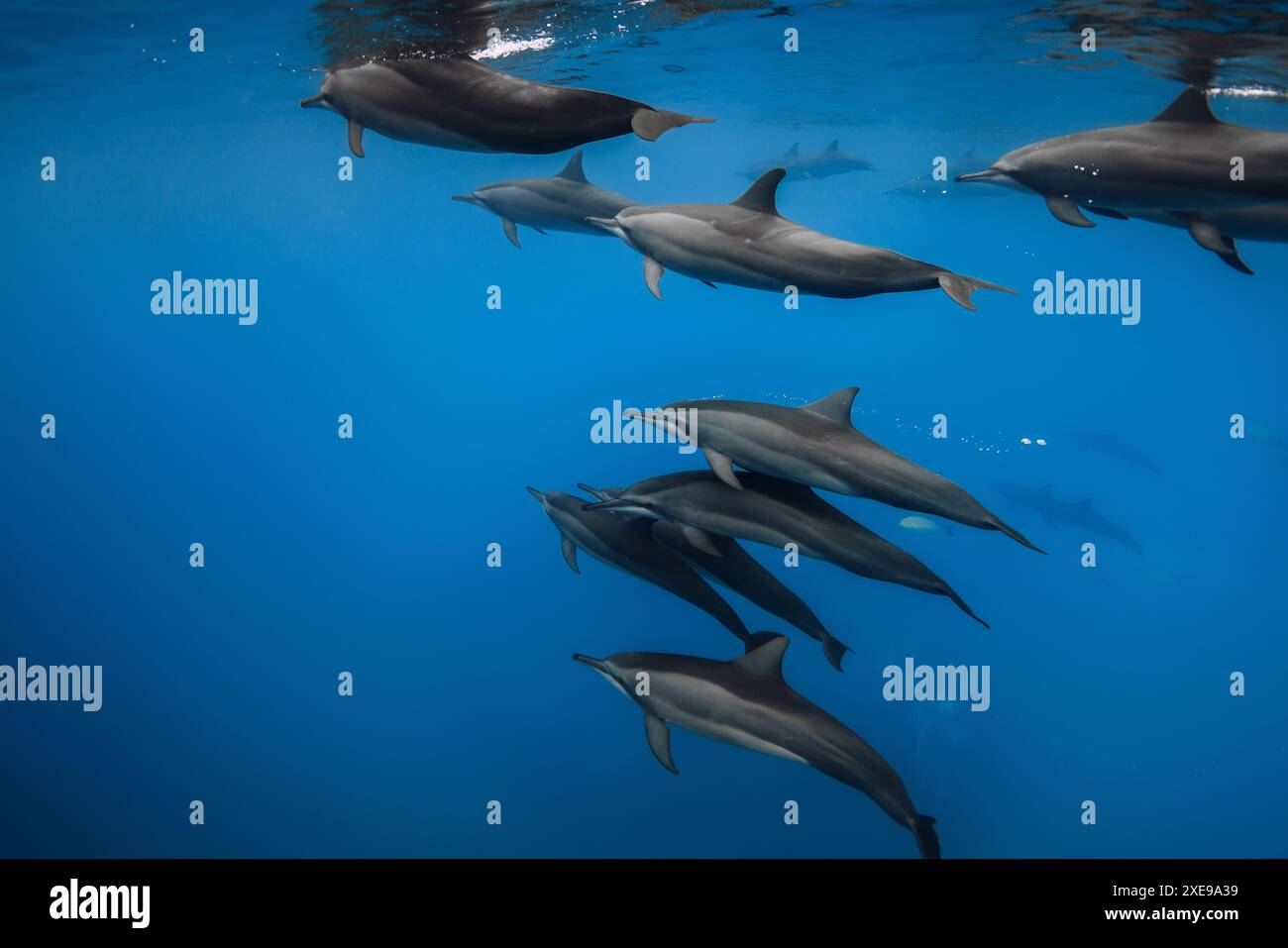 Dolphins swims underwater in blue sea. Dolphins pod in ocean Stock ...