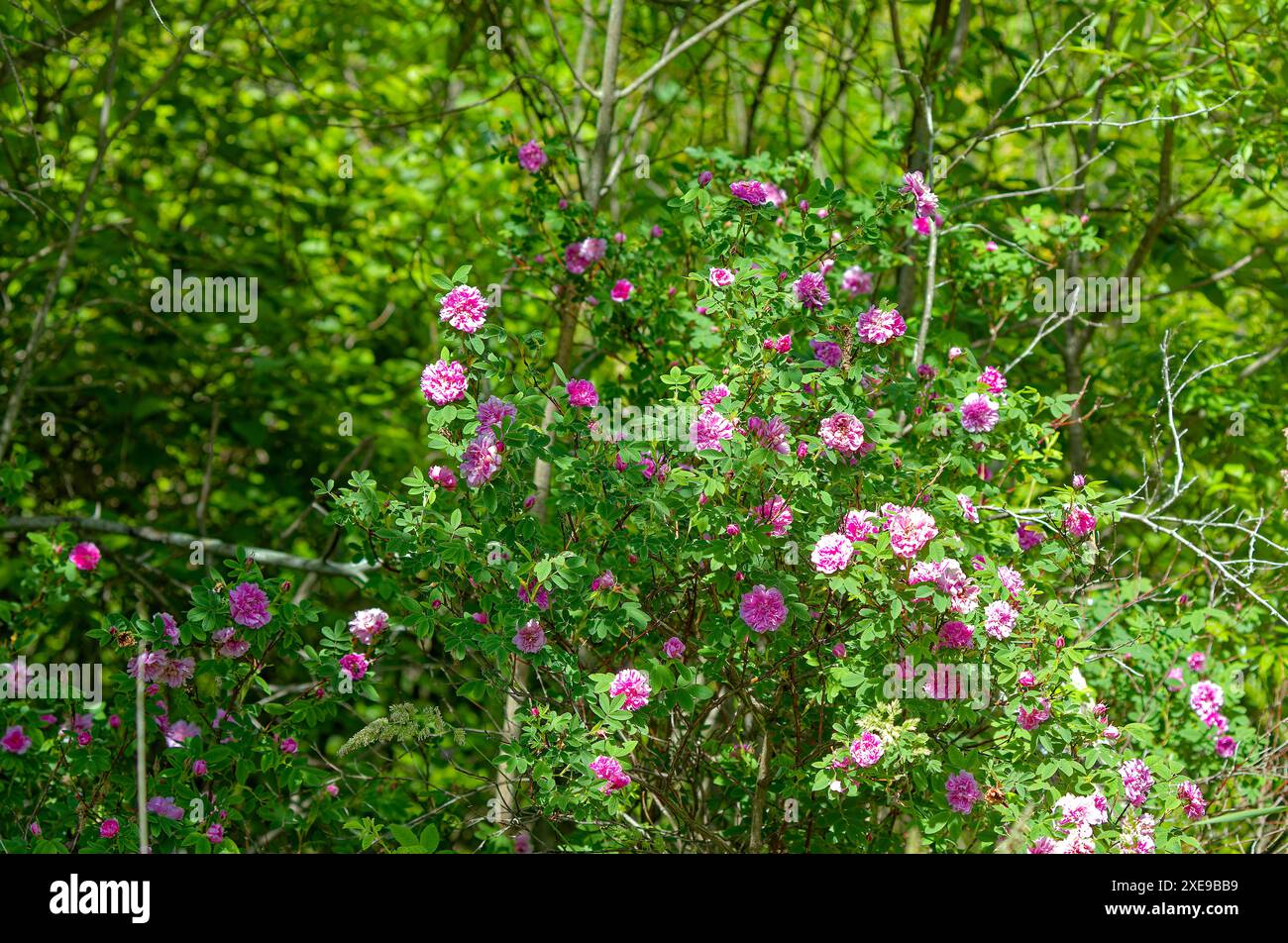 Species rosa carolina hi-res stock photography and images - Alamy