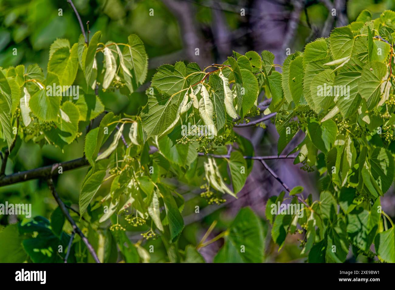 Lime tree seeds hi-res stock photography and images - Alamy