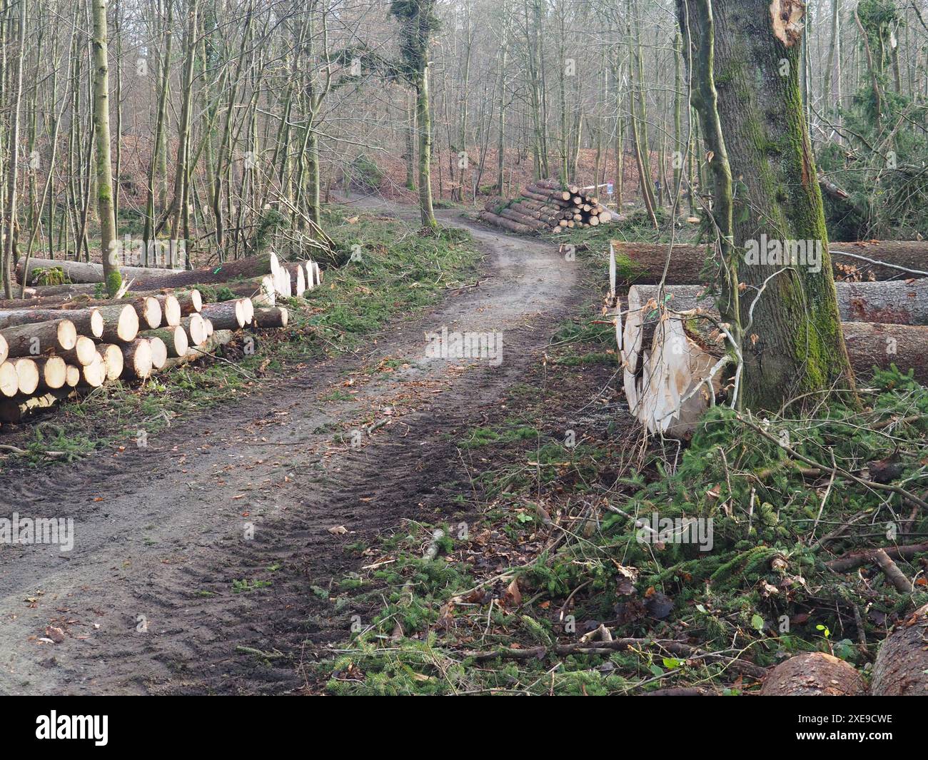 Logging in the winter months - spruce trunks Stock Photo - Alamy