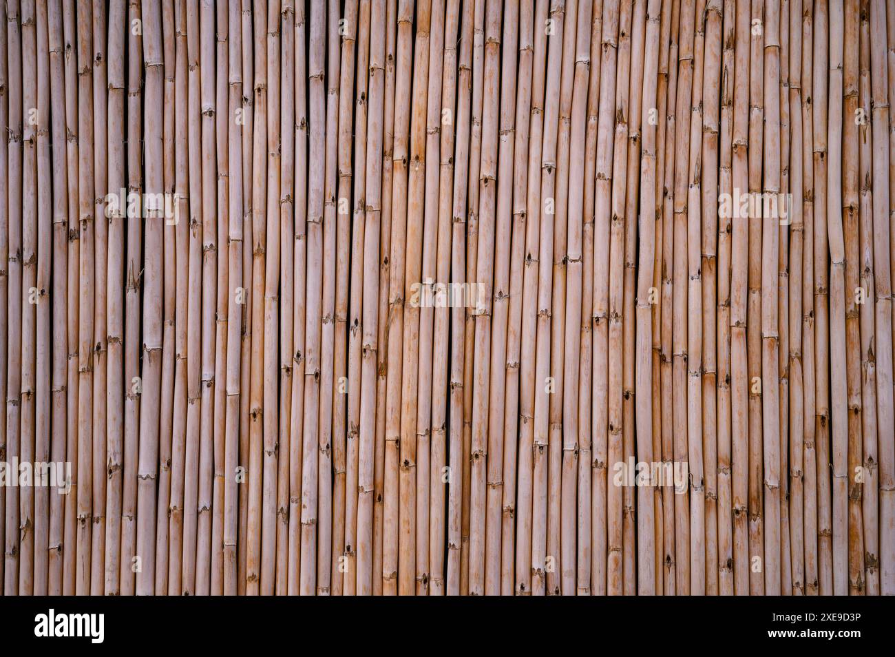 dry reed wall as texture and background 1 Stock Photo - Alamy