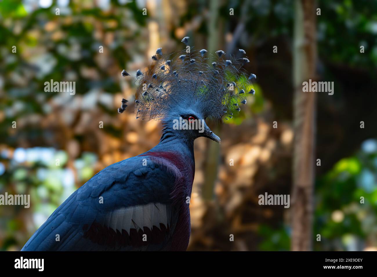 Victoria crowned pigeon called Goura victoria. Living in New Guinea ...