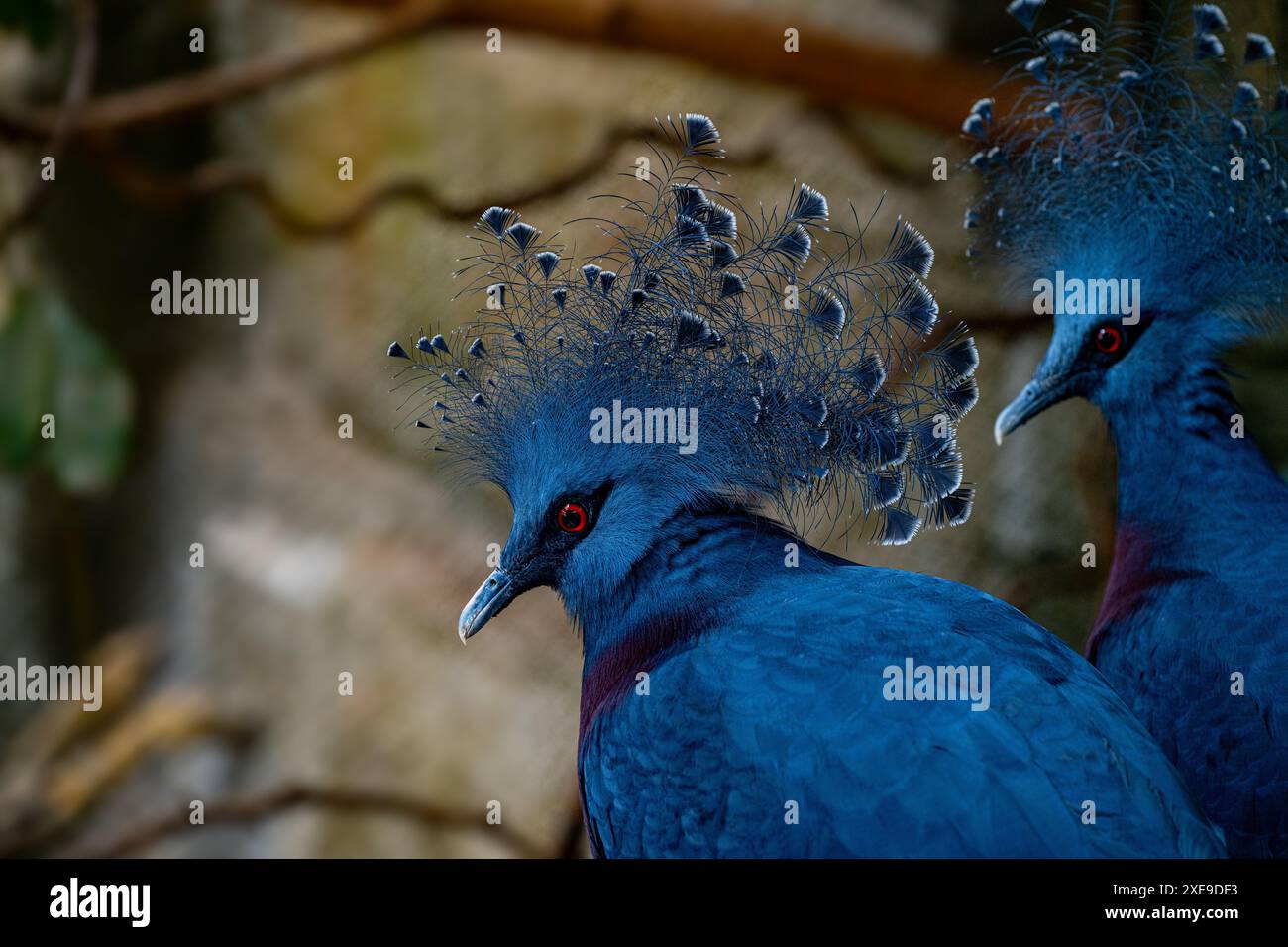 Victoria crowned pigeon called Goura victoria. Living in New Guinea ...