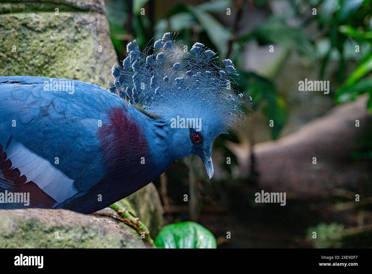 Victoria crowned pigeon called Goura victoria. Living in New Guinea ...