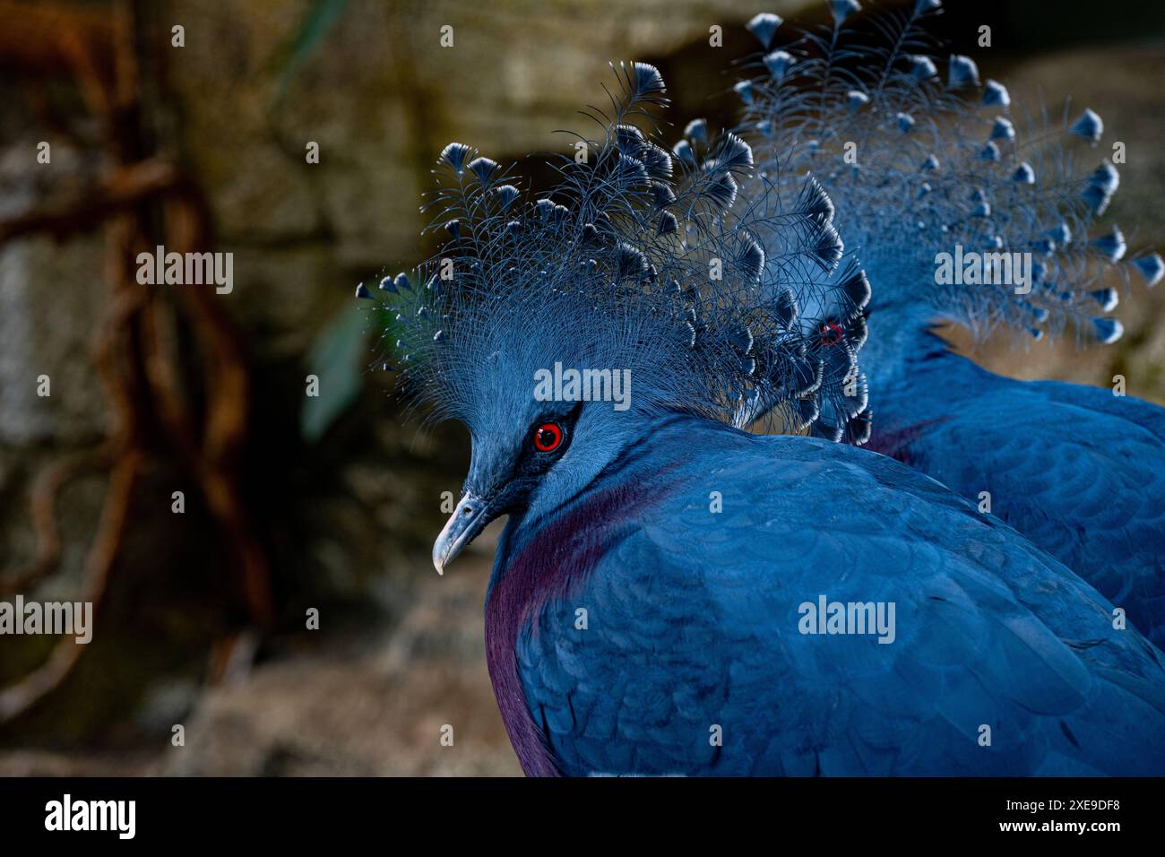 Victoria crowned pigeon called Goura victoria. Living in New Guinea ...