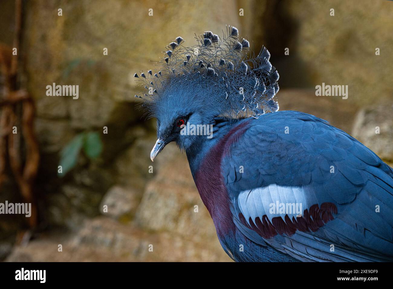 Victoria crowned pigeon called Goura victoria. Living in New Guinea ...