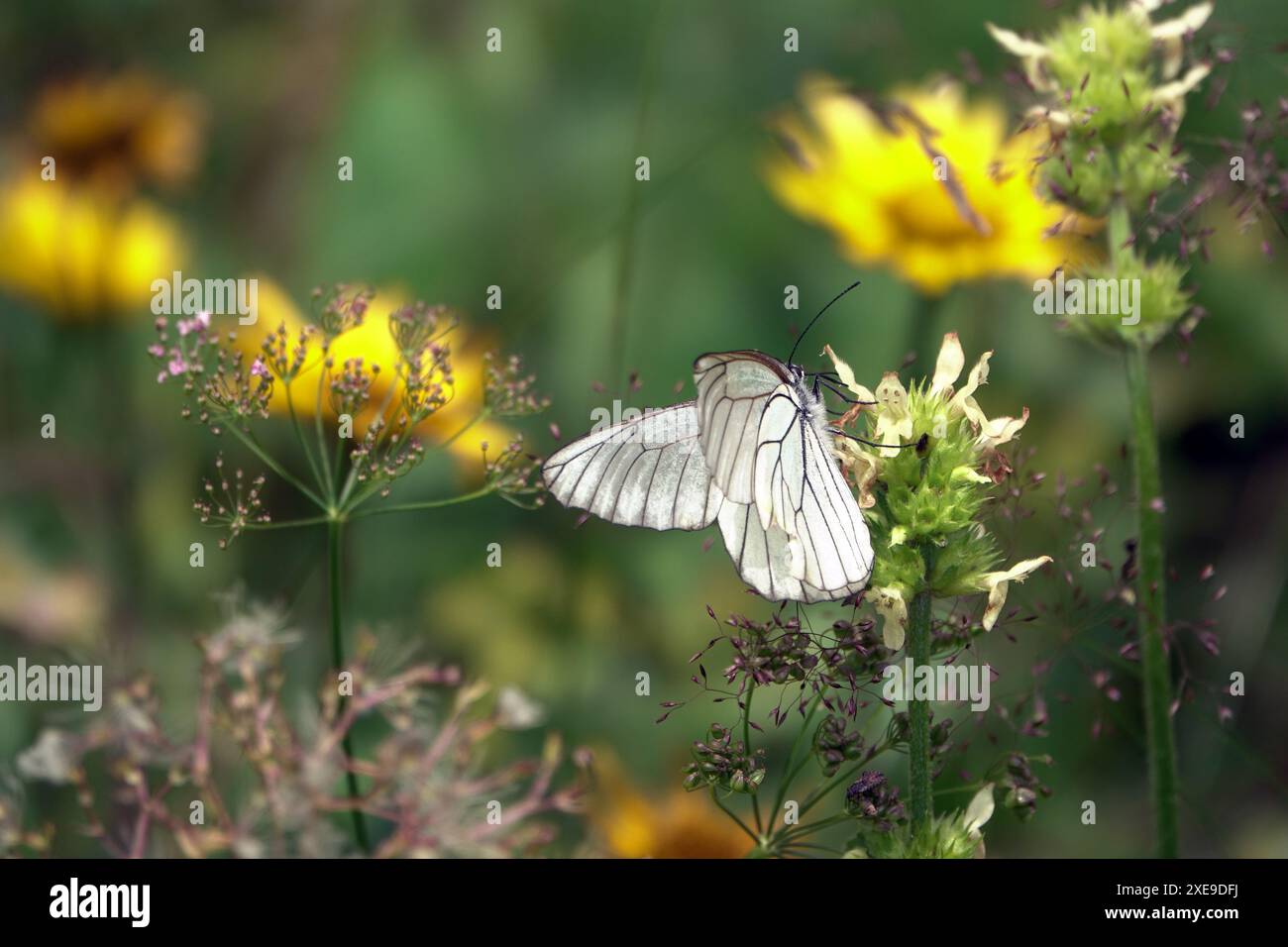 Tree white butterfly Stock Photo - Alamy