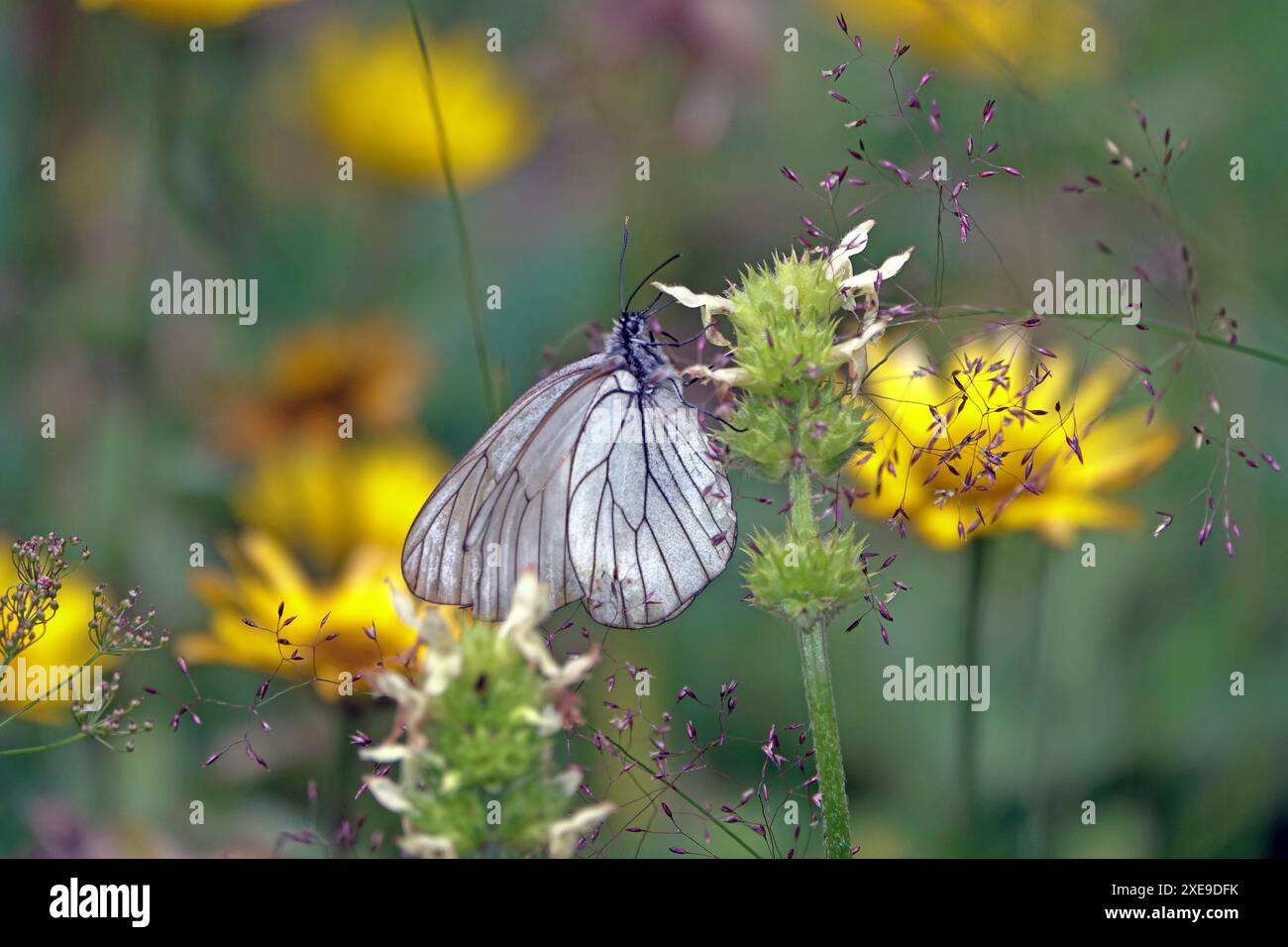 Tree white butterfly Stock Photo - Alamy