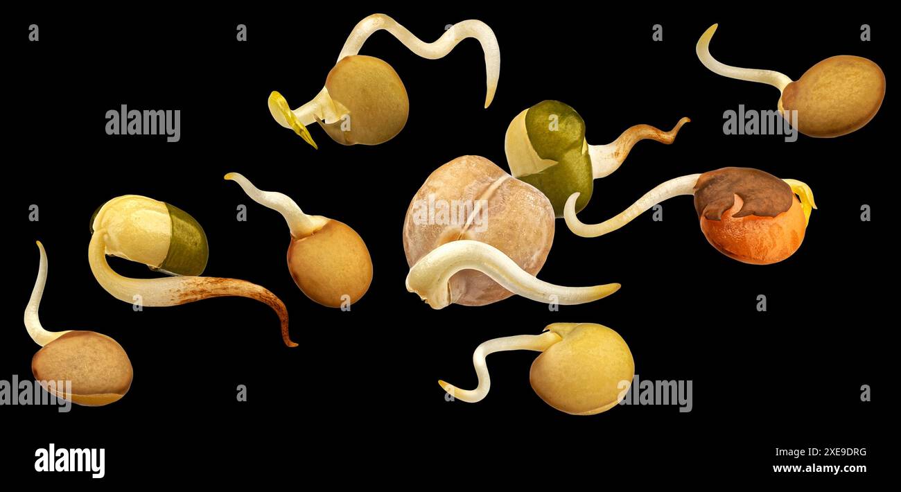 Sprouted beans, germinating lentil seeds isolated on black background ...