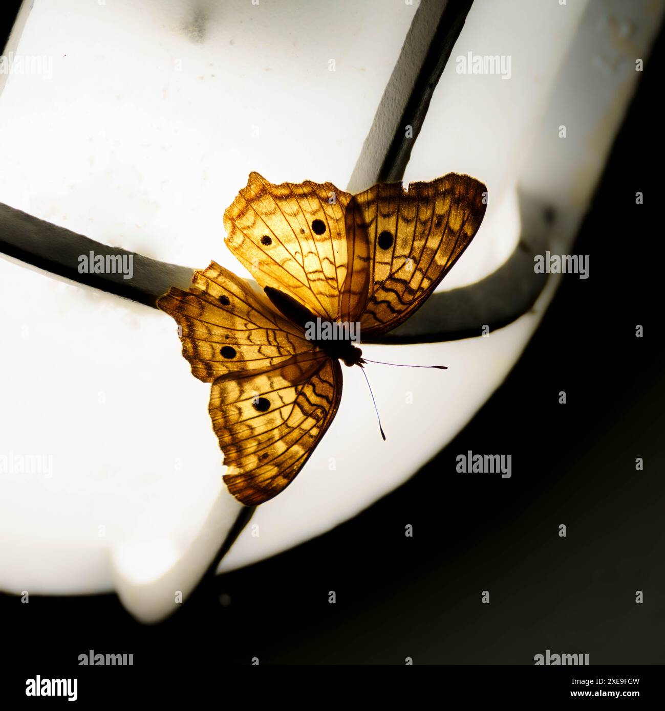 Night vision wildlife hi-res stock photography and images - Alamy