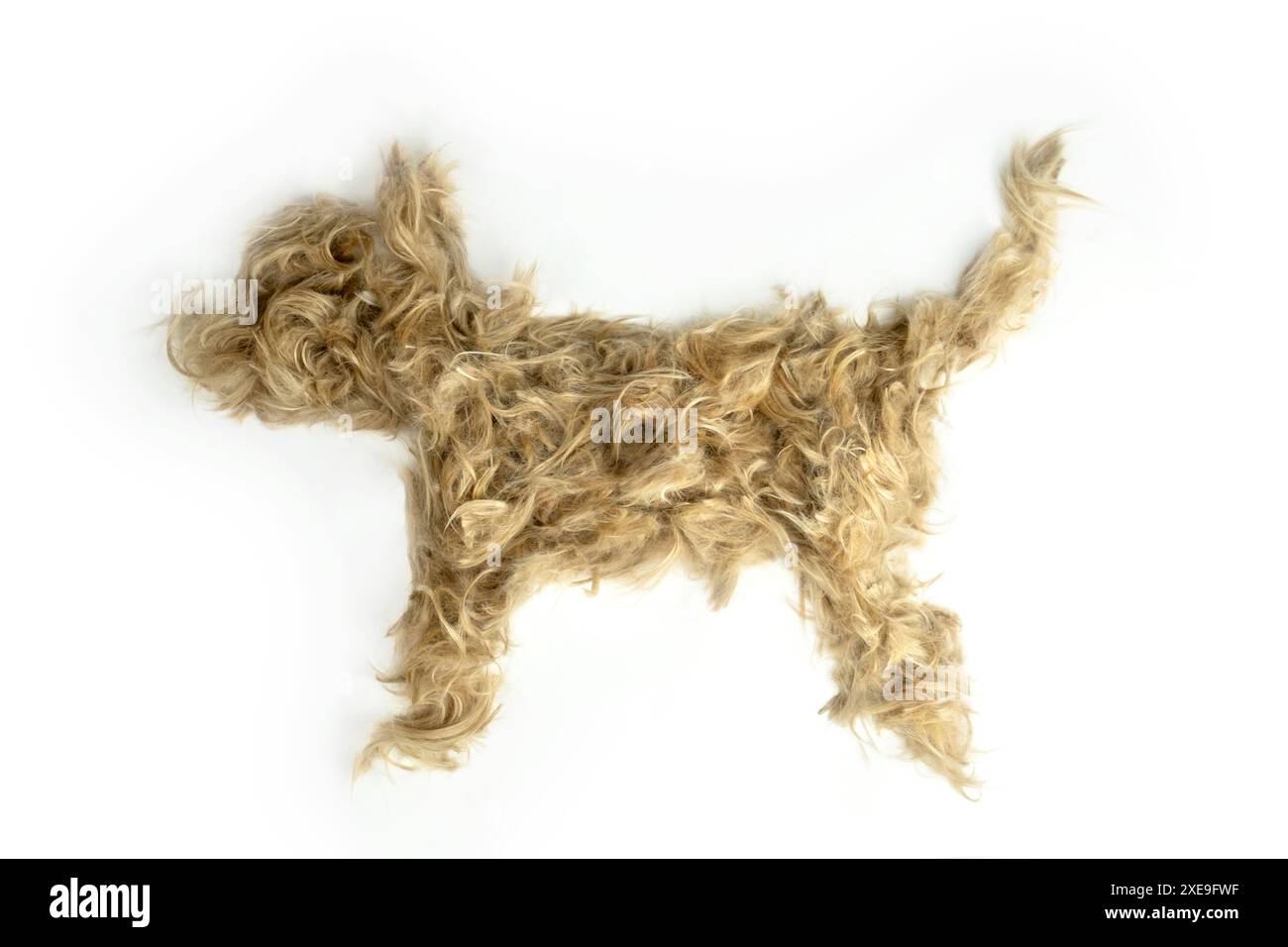 Fluffy blonde hair Cut Out Stock Images & Pictures - Alamy