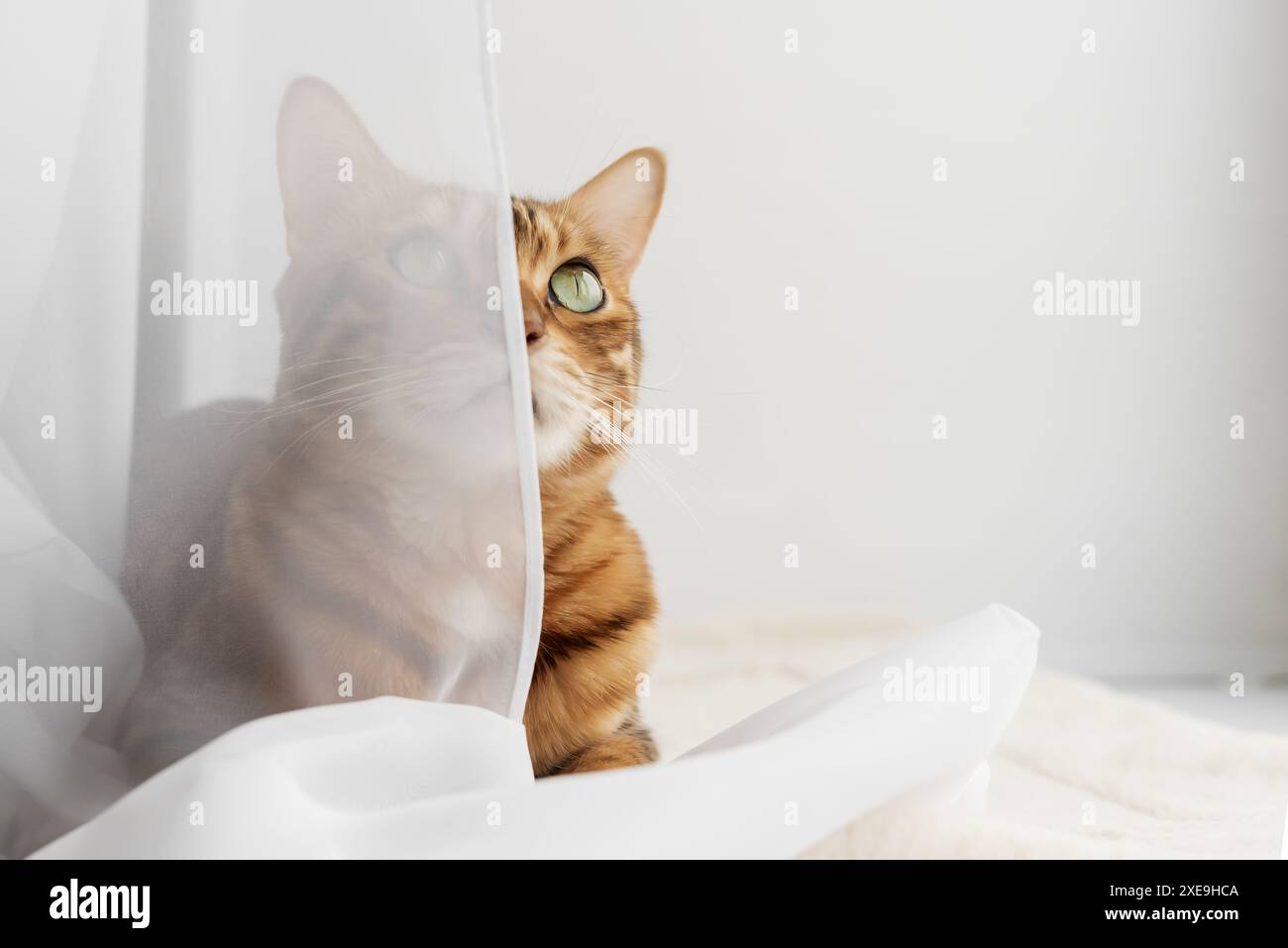 Cat on a mat hi-res stock photography and images - Alamy