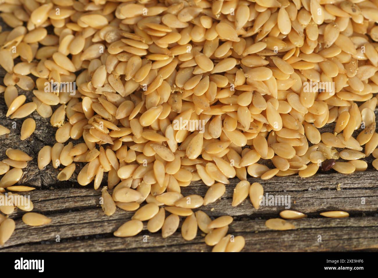 Linum usitatissimum, flax seed Stock Photo - Alamy