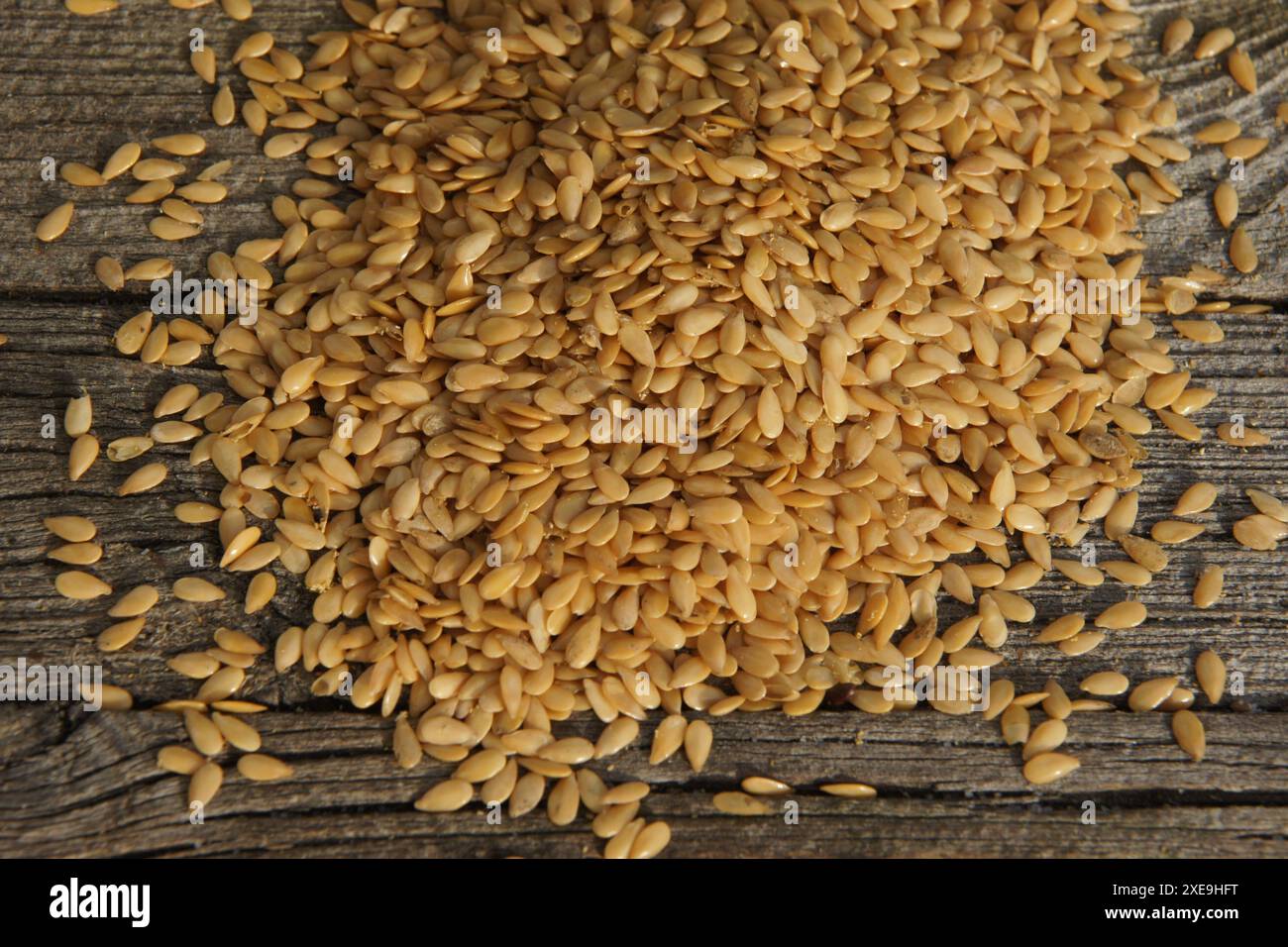Linum usitatissimum, flax seed Stock Photo - Alamy