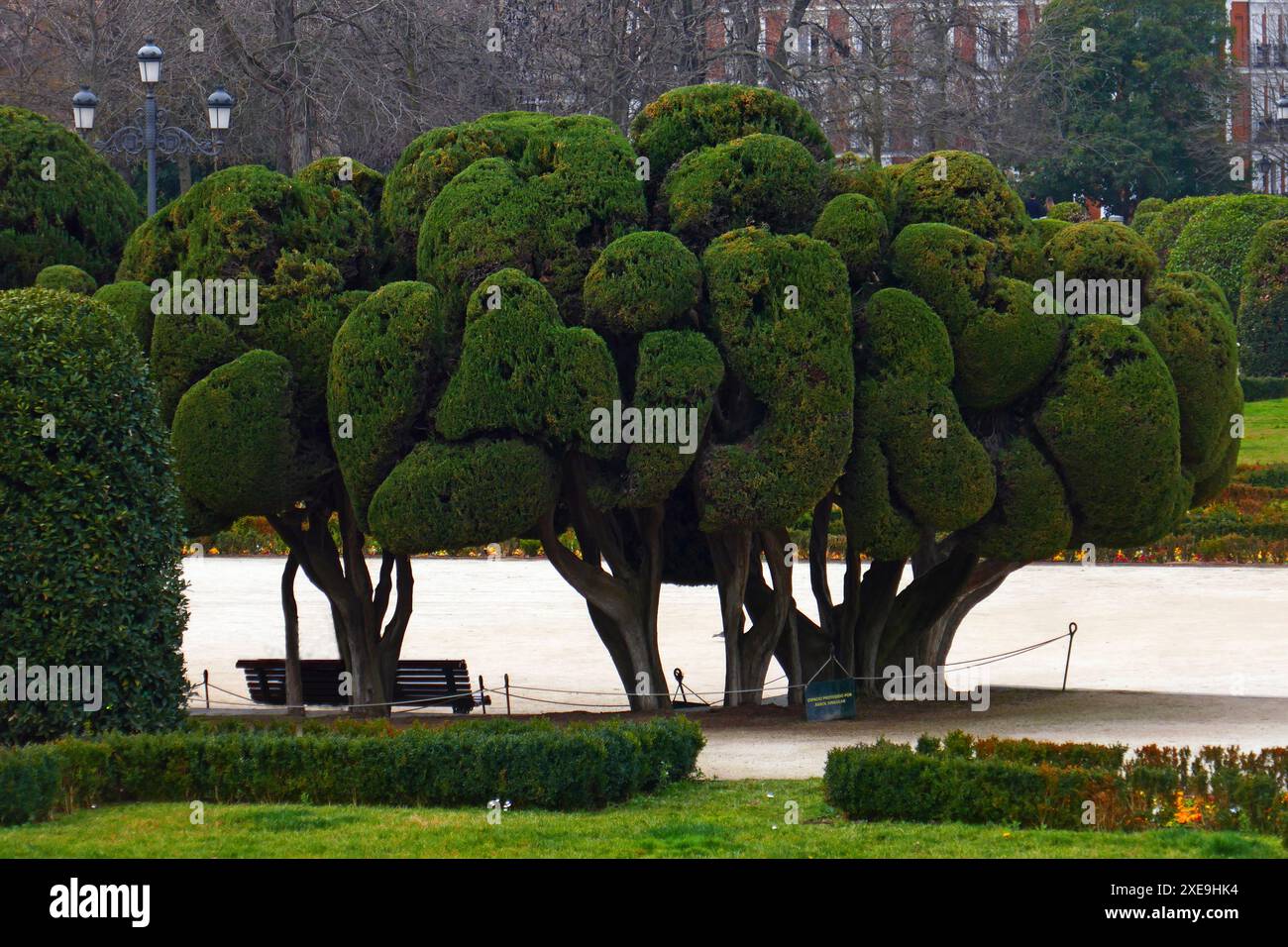 Cypress trees in Retiro Park in Madrid, Spain Stock Photo - Alamy