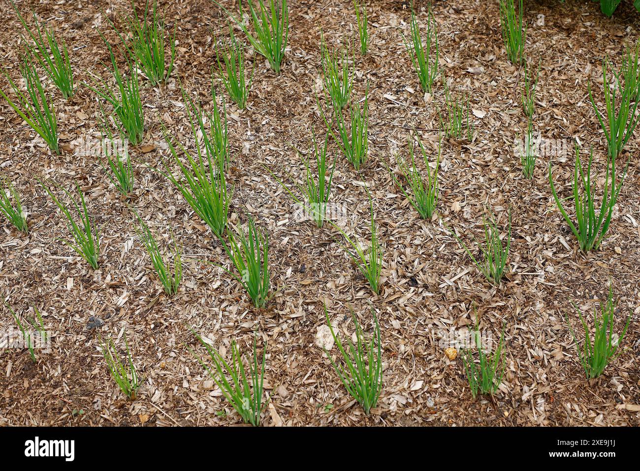 Planting distances between spring onion snow queen seen in the ...