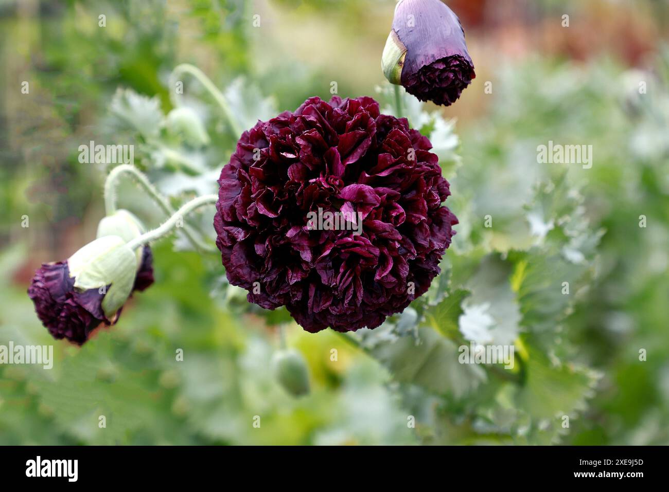 Closeup of the double dark purple flower of the summer flowering garden ...