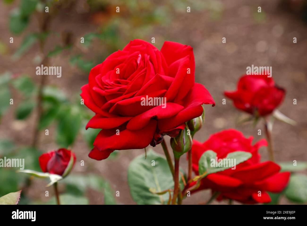 Closeup of the red flower of the hybrid tea repeat flowering garden ...