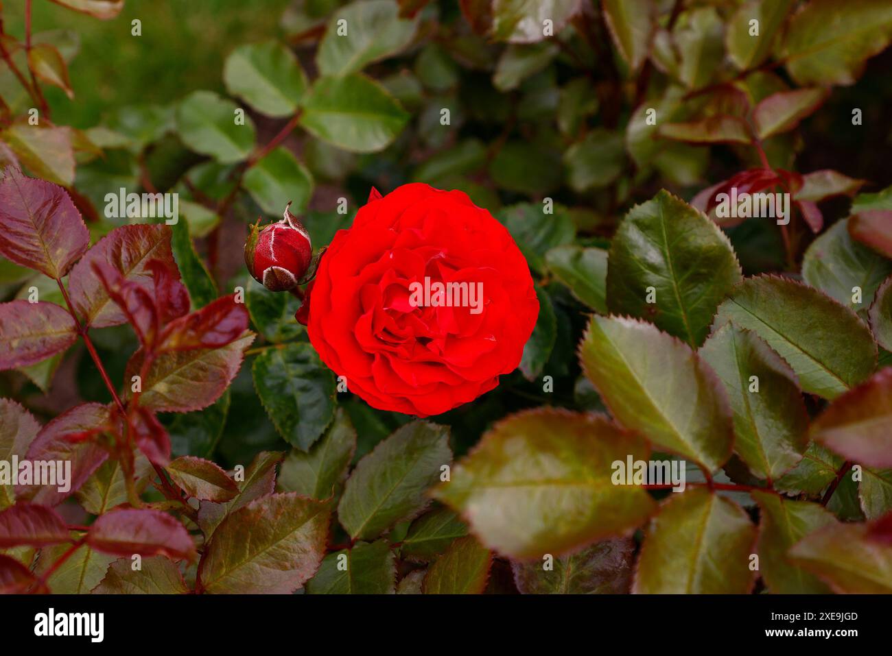 Closeup of the red flower of the repeat flowering floribunda garden ...