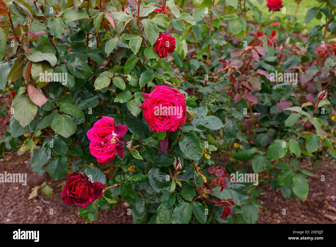 Closeup of the red flower of the repeat flowering hybrid tea garden ...