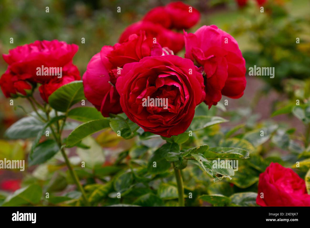 Closeup of the red flower of the repeat flowering hybrid tea garden ...
