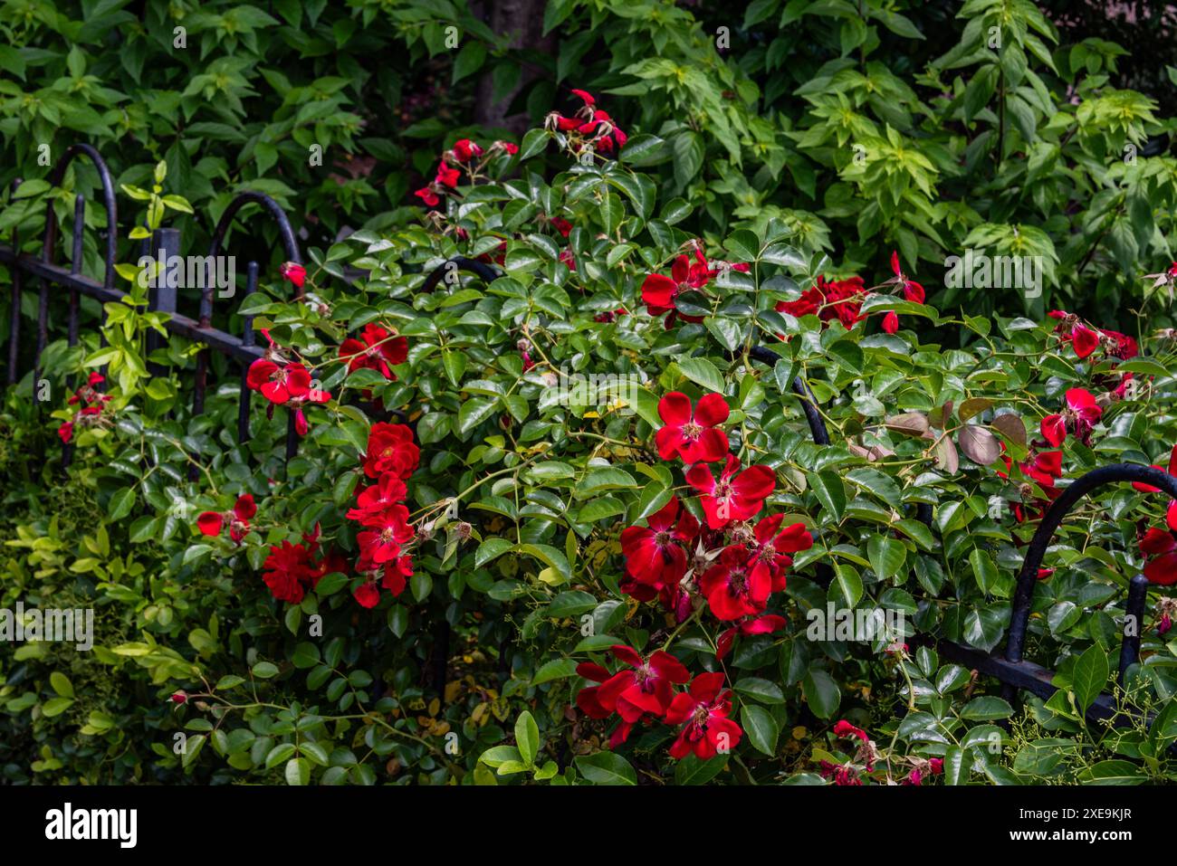 Rose Garden in Capitol Hill, Washington DC USA Stock Photo - Alamy