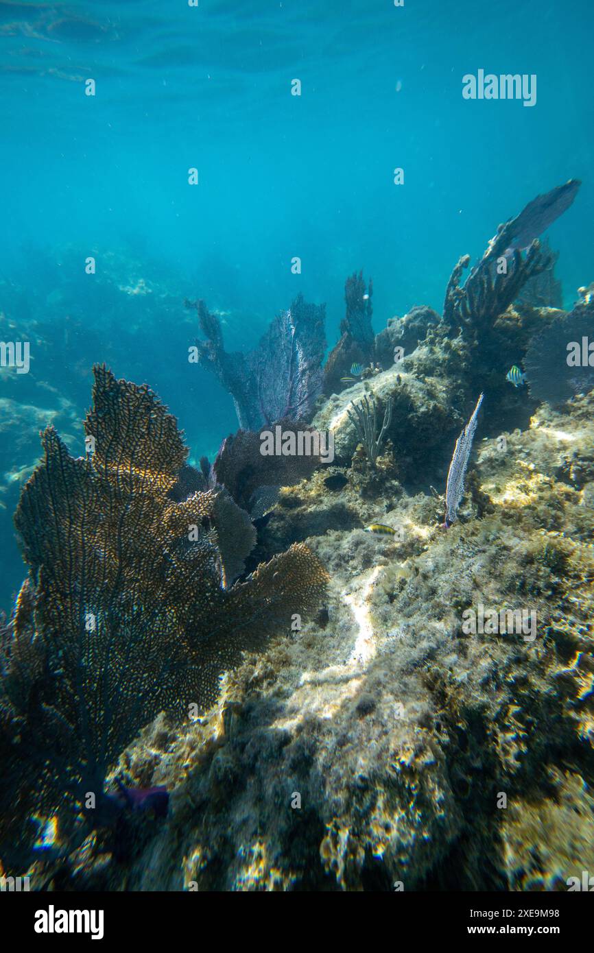 Tropical coral reef in crystal clear blue water. Hard and soft corals ...